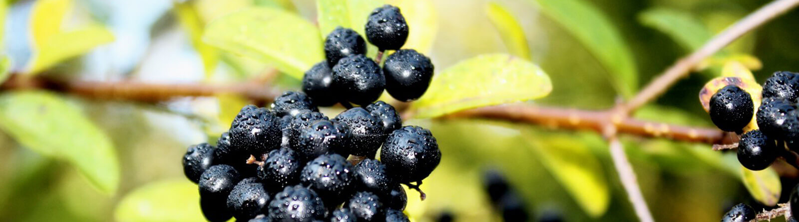 Bachman's Garden & Plant Care Information | Garden Experts