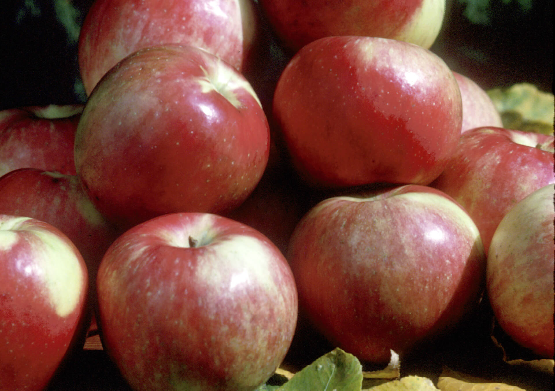 Yard Trees for Sale in Minnesota at Bachman's