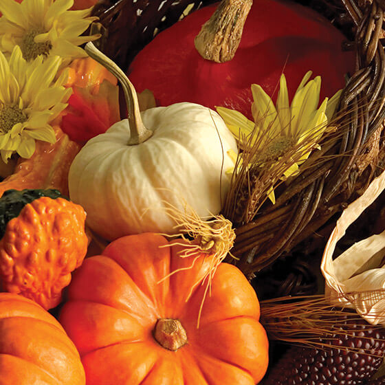 Flowers & Gifts for Special Occasions + Holidays for Sale in Minnesota