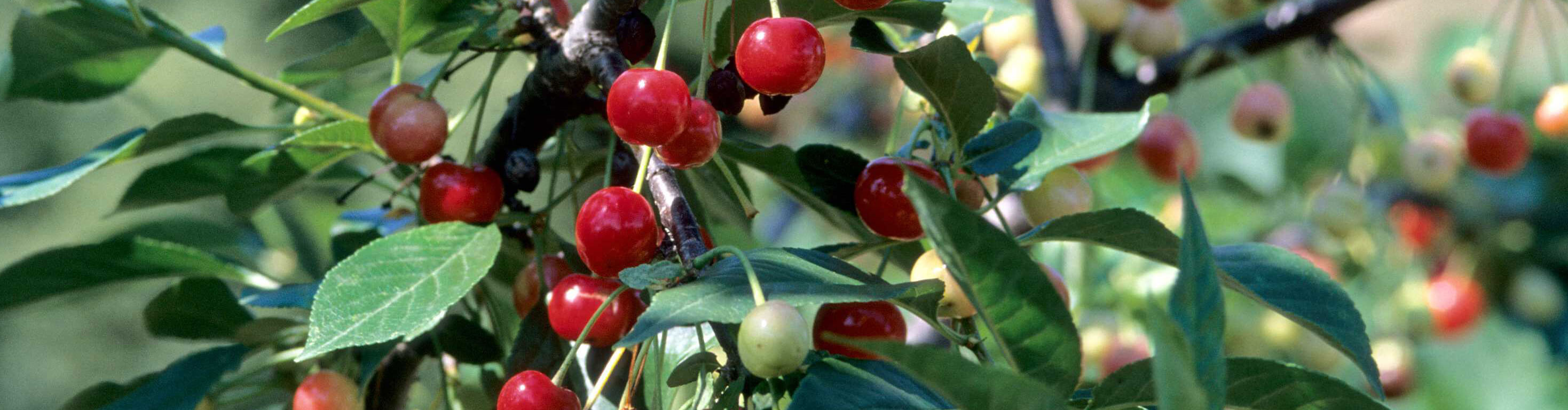 Bachman's Garden & Plant Care Information | Garden Experts