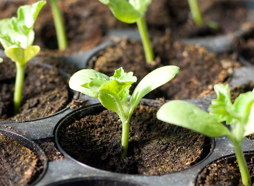 Weekly Sales and Deals at Bachman's | See What's On Sale