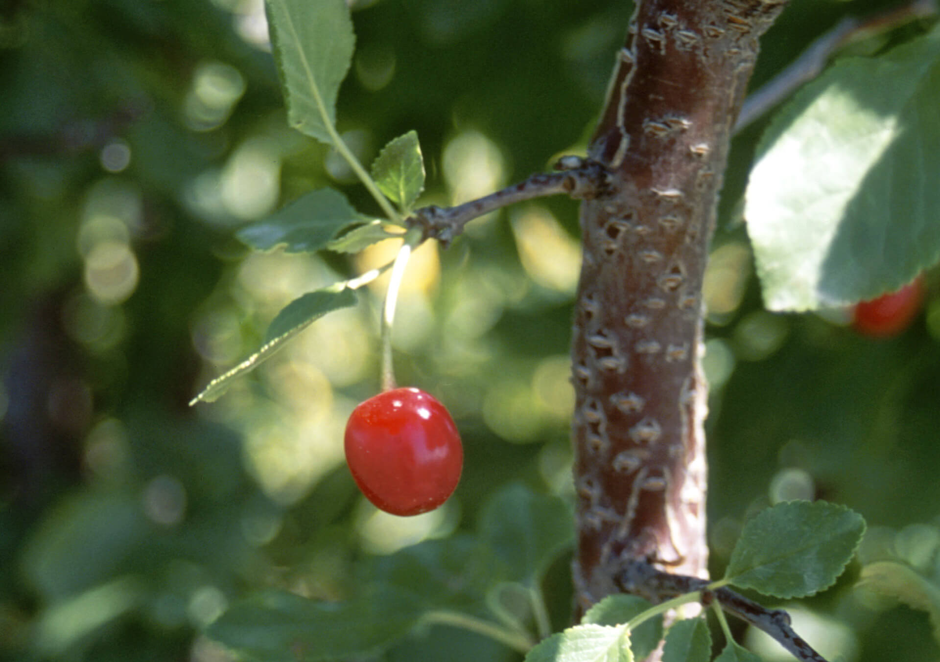 Yard Trees for Sale in Minnesota at Bachman's