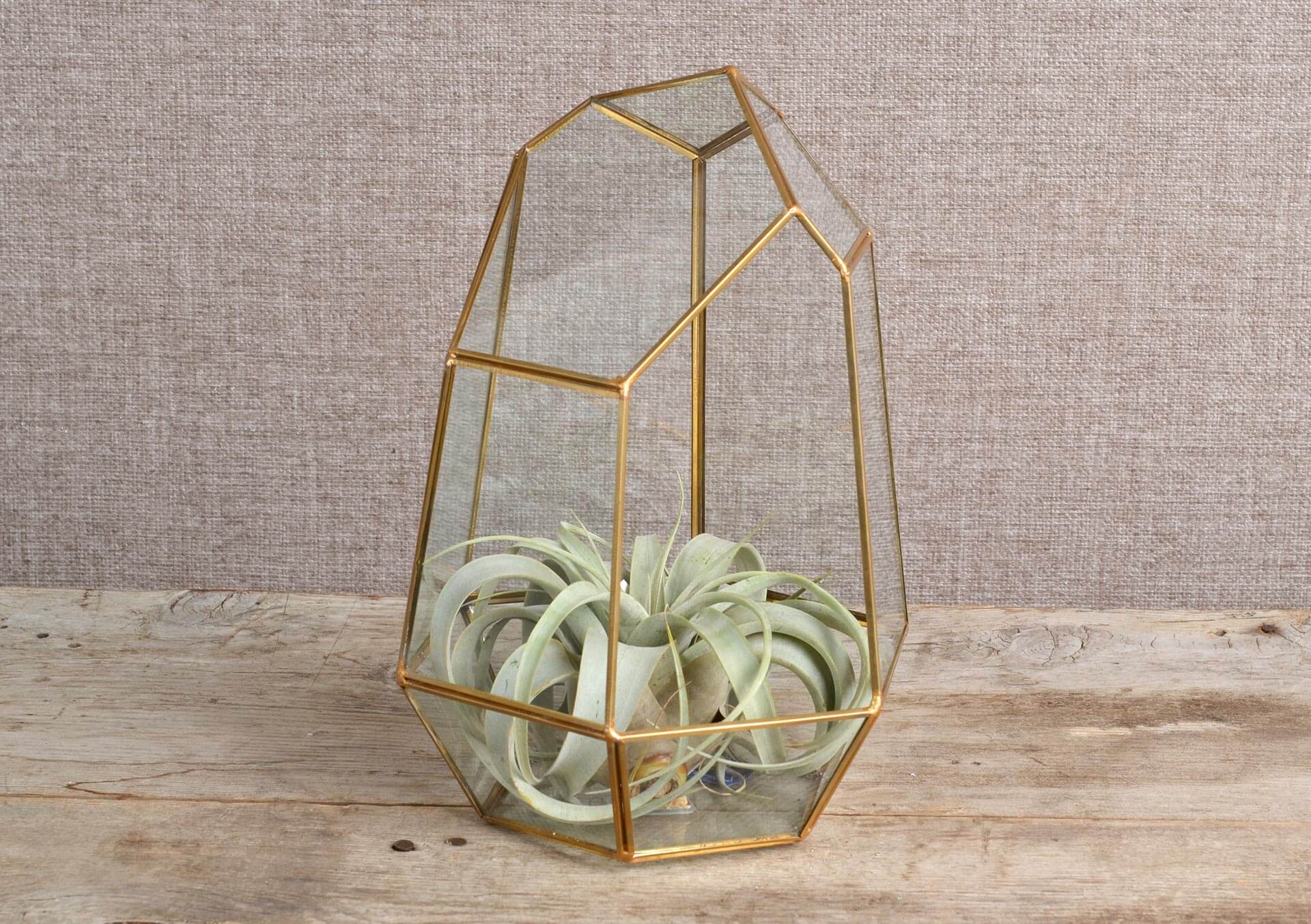 Geometric Terrarium
