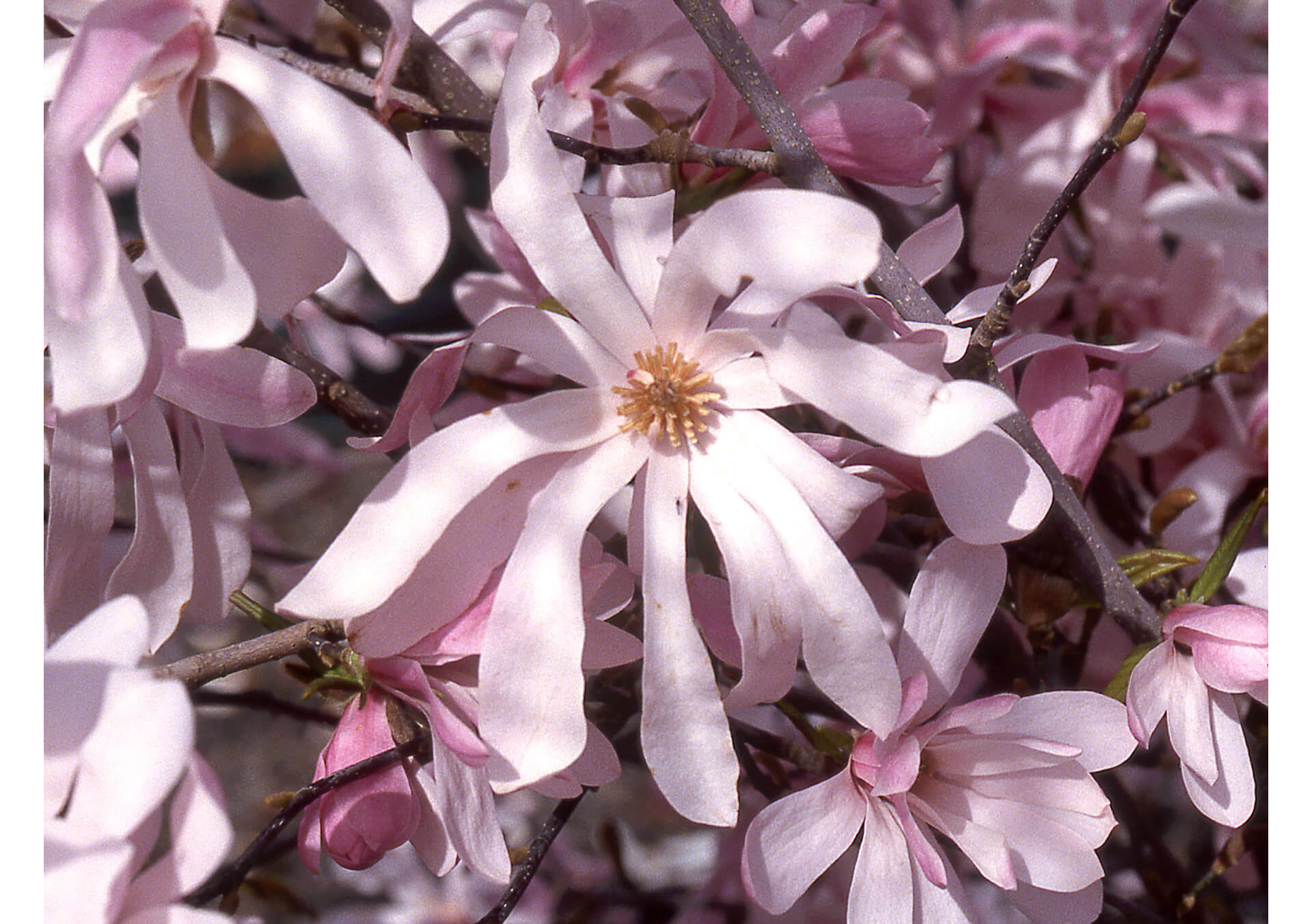 Magnolia Trees In Minnesota Jane Magnolia (Magnolia X 'Jane')