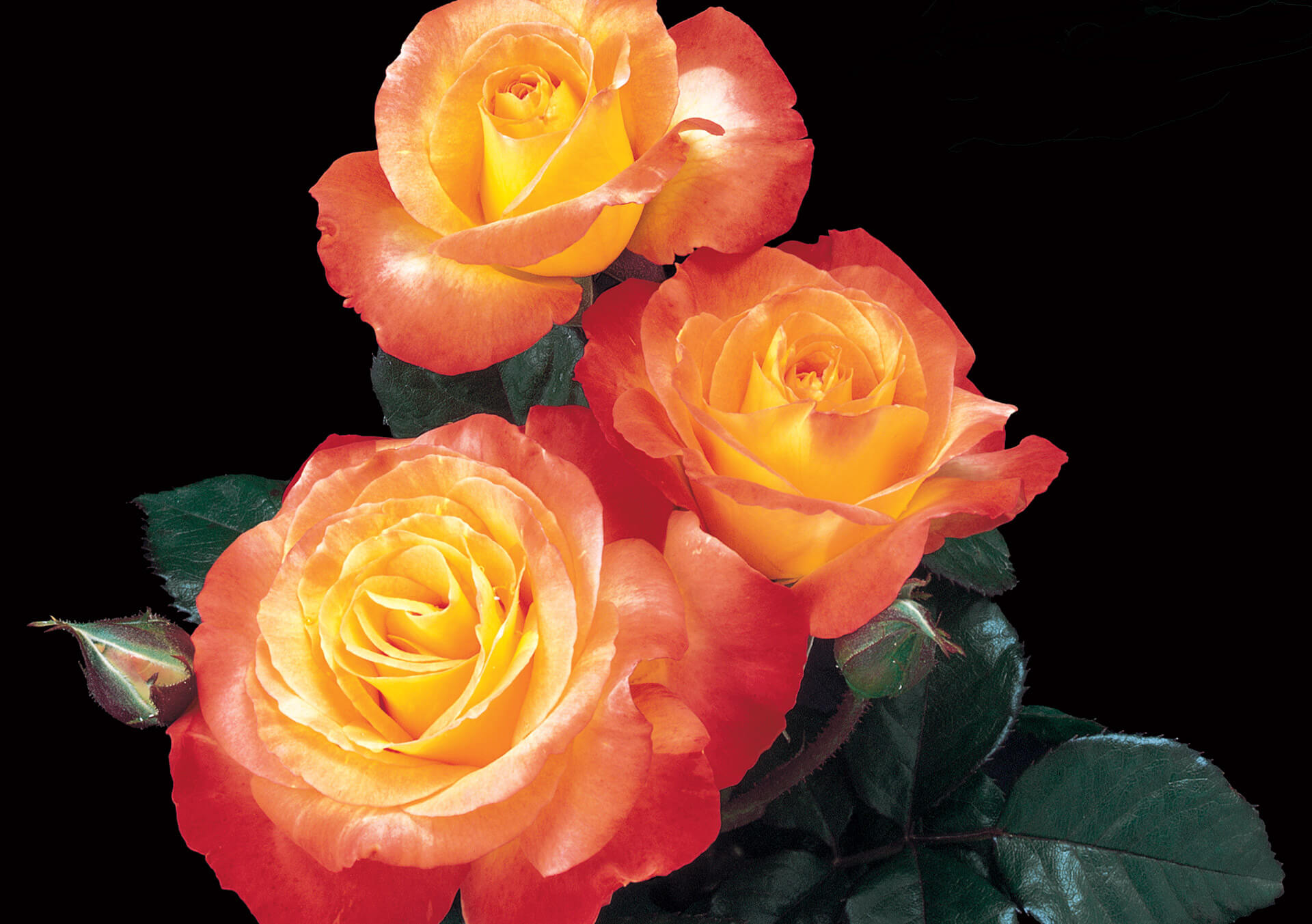 Garden Roses for Sale and Delivery in Minnesota from Bachman's