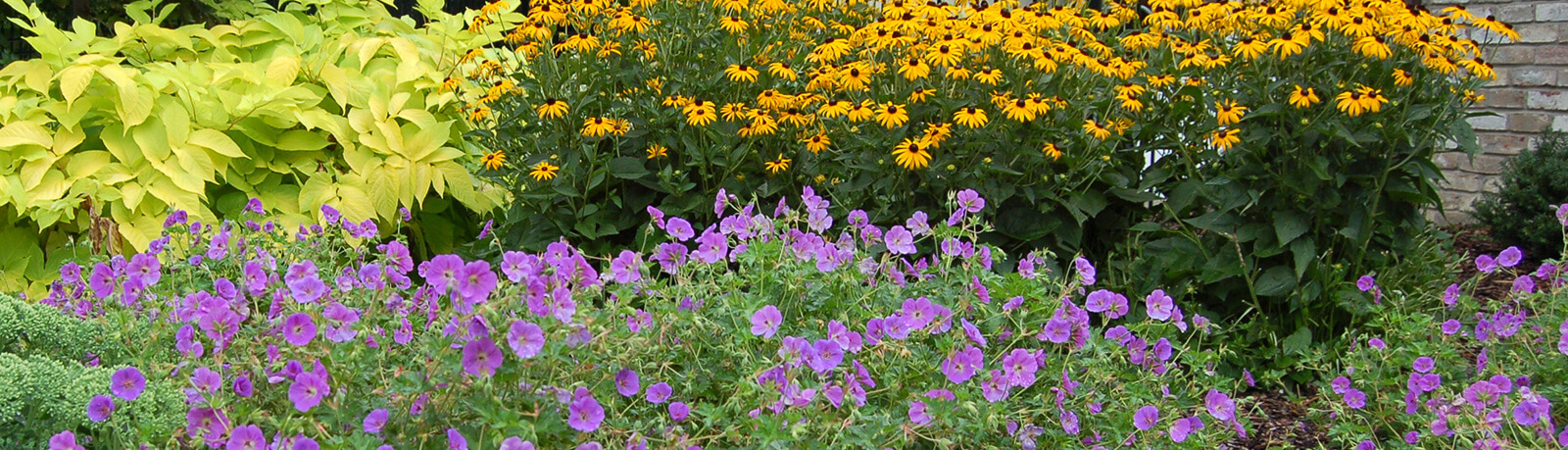 Bachman's Garden & Plant Care Information | Garden Experts