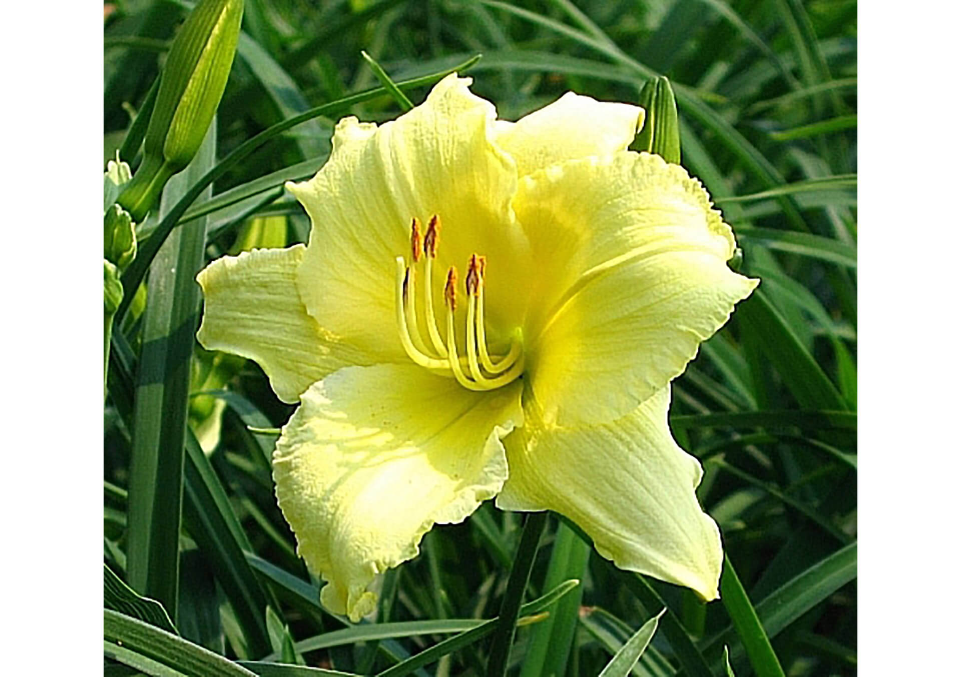 Specialty Perennial Gardens | Bachman's