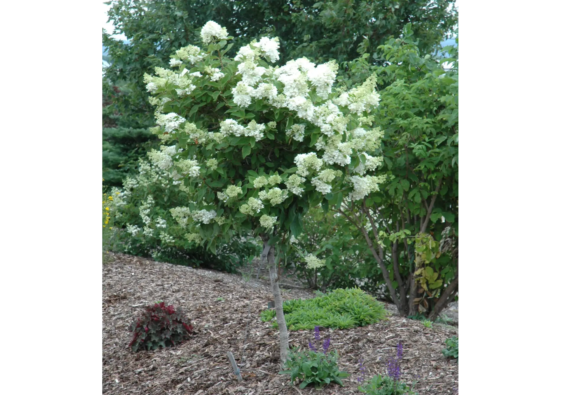 Order Trees, Shrubs, Hydrangeas & More Online | Bachman's