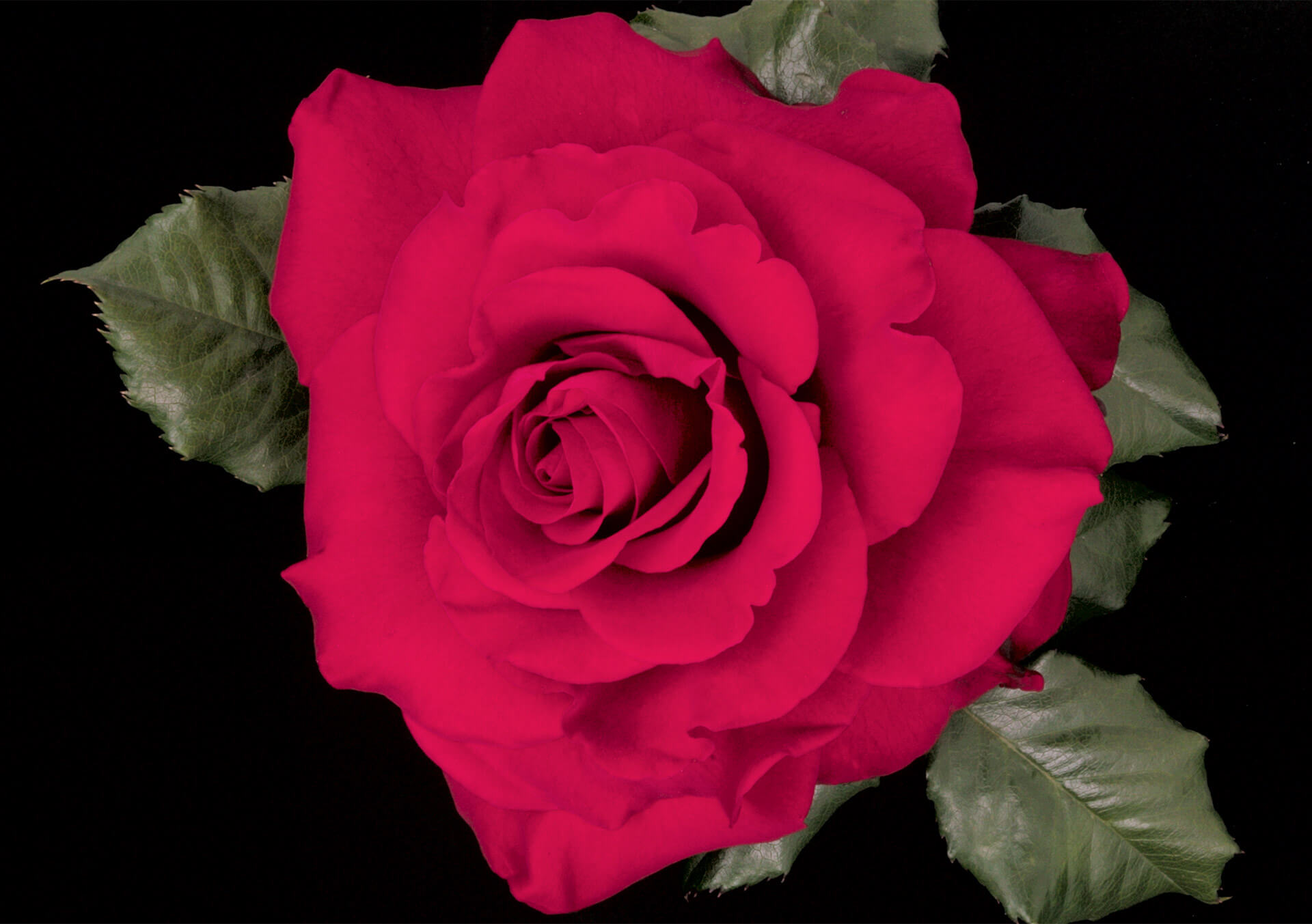 Garden Roses for Sale and Delivery in Minnesota from Bachman's