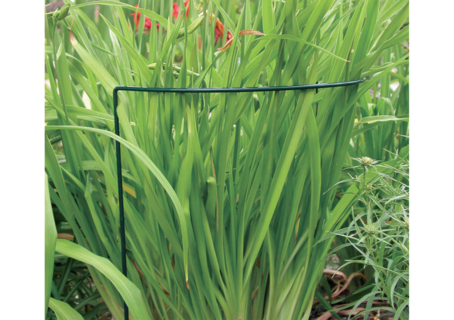 Summer Garden & Landscape | Bachman's