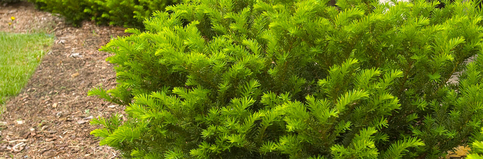 Bachman's Garden & Plant Care Information | Garden Experts