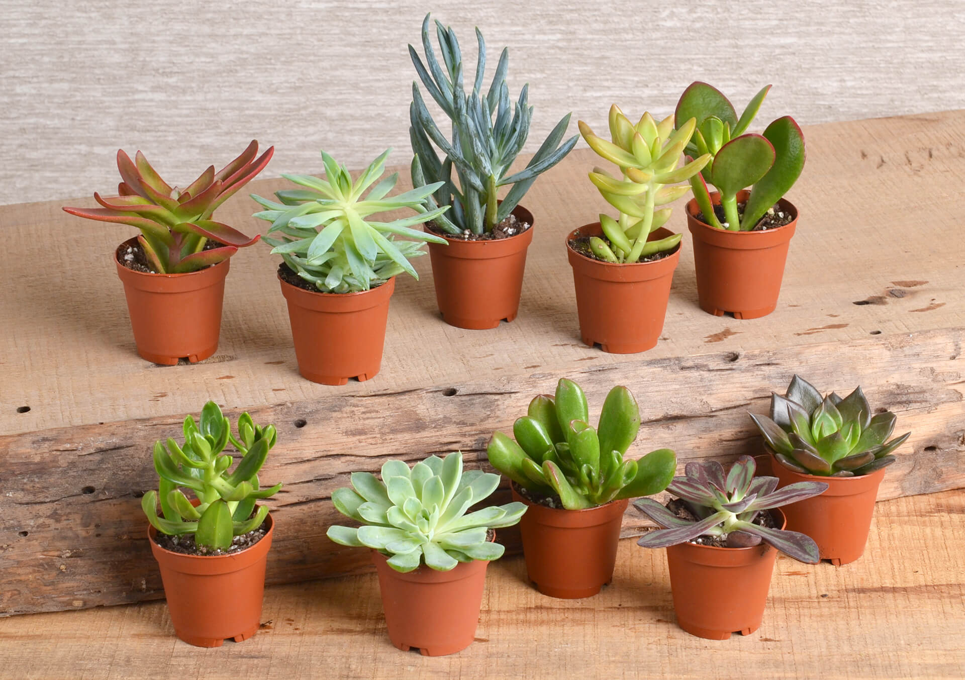 Miniature Garden and Terrarium Plants and Supplies for Sale in ...