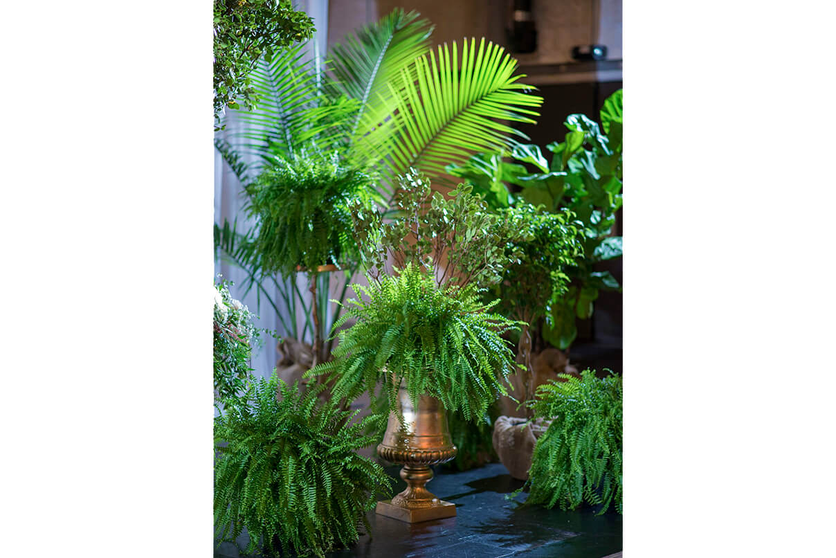 Green Plant Rentals | Bachman's