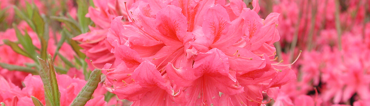 Bachman's Garden & Plant Care Information | Garden Experts