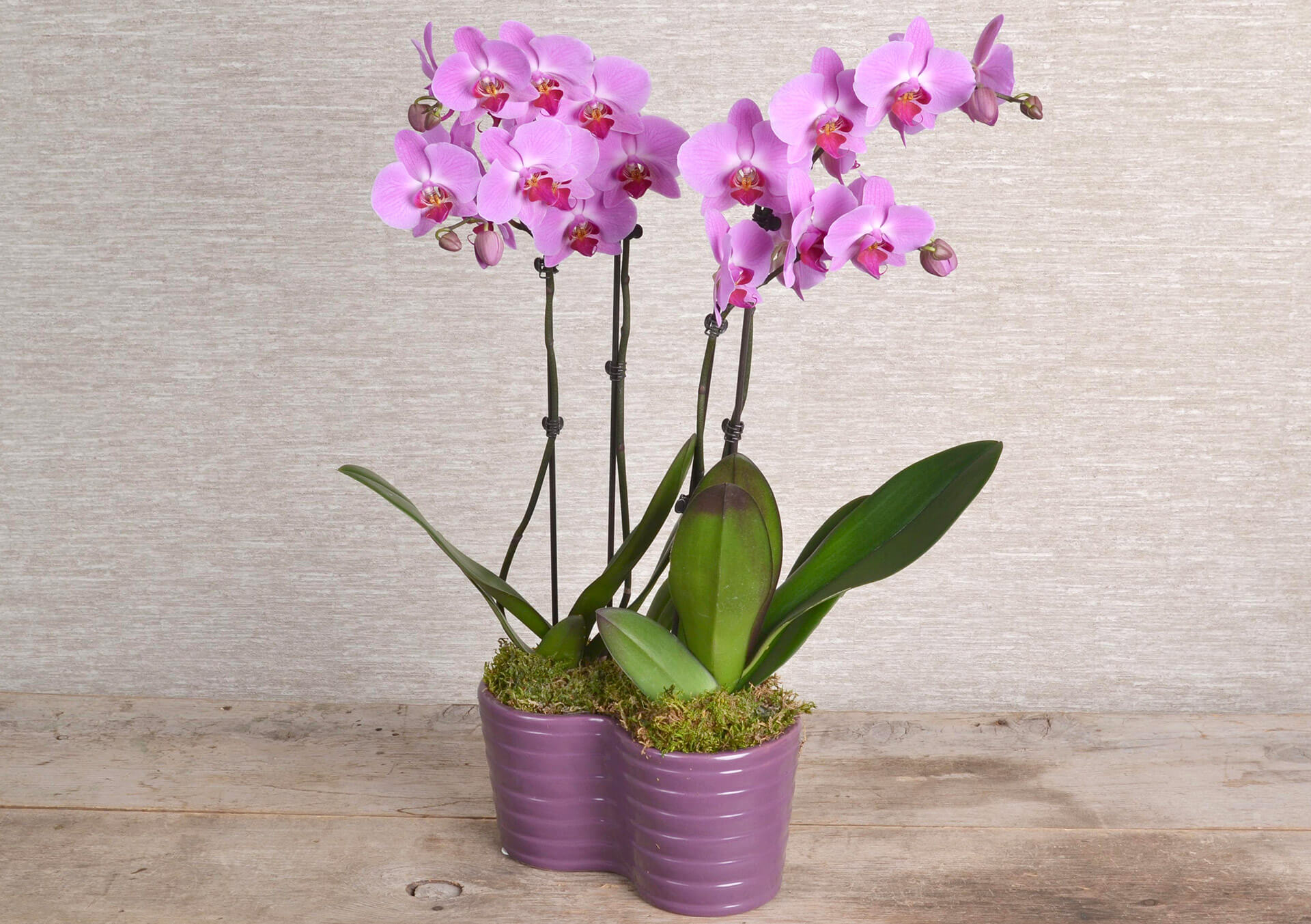Orchid Plants for Delivery | Minneapolis, Minnesota