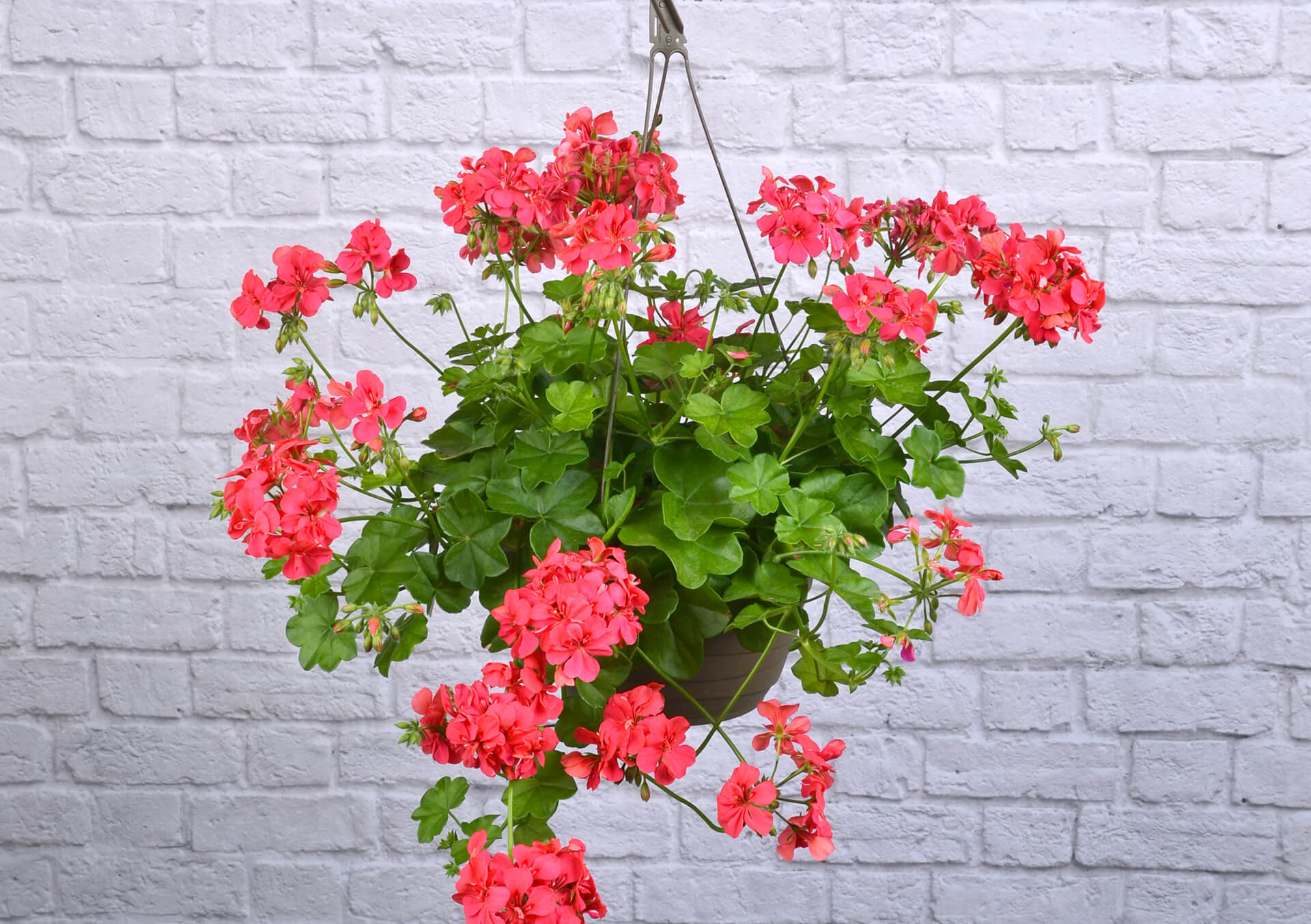 Spring Patio Flowers & Planters | Shop Online or In-store | Bachman's MN