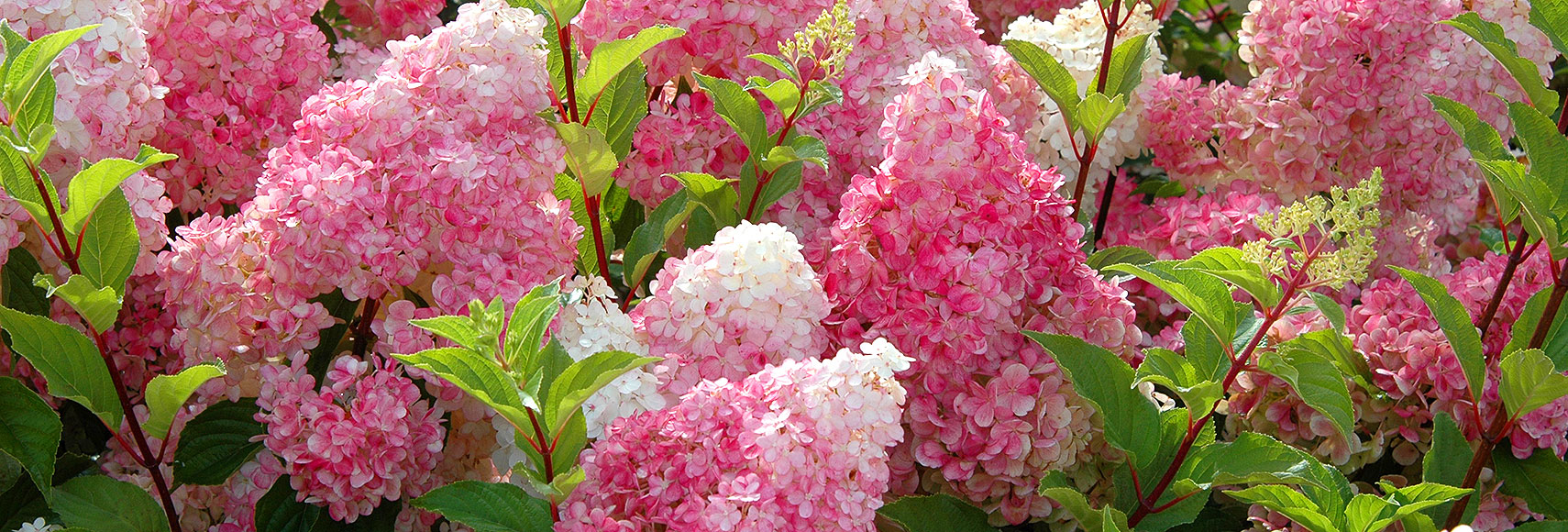 Bachman's Garden & Plant Care Information | Garden Experts