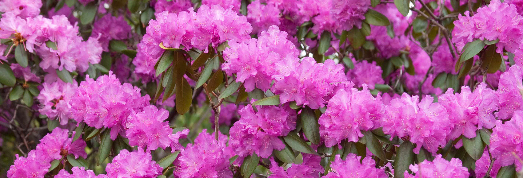 Bachman's Garden & Plant Care Information | Garden Experts