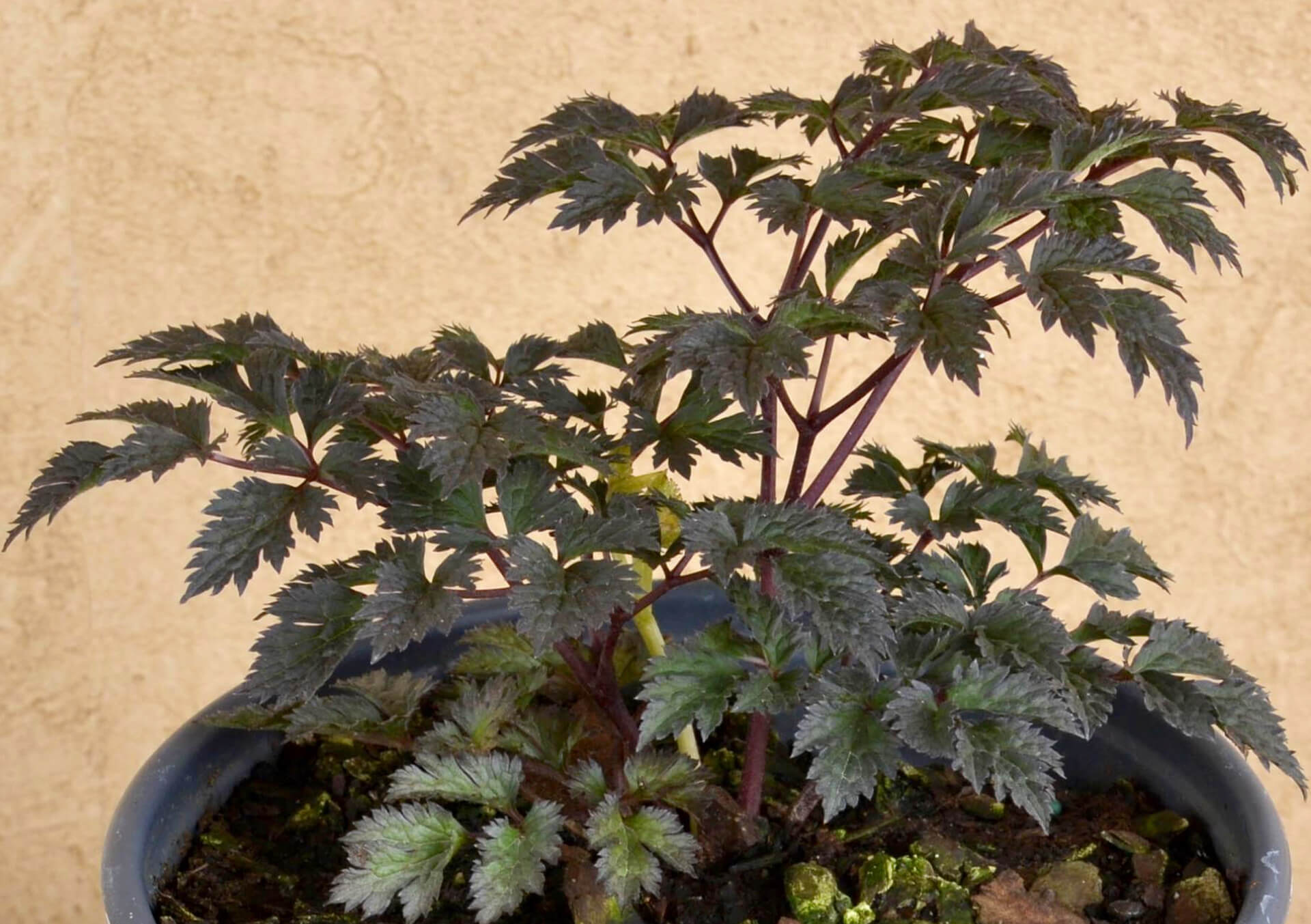 Specialty Perennial Gardens | Bachman's