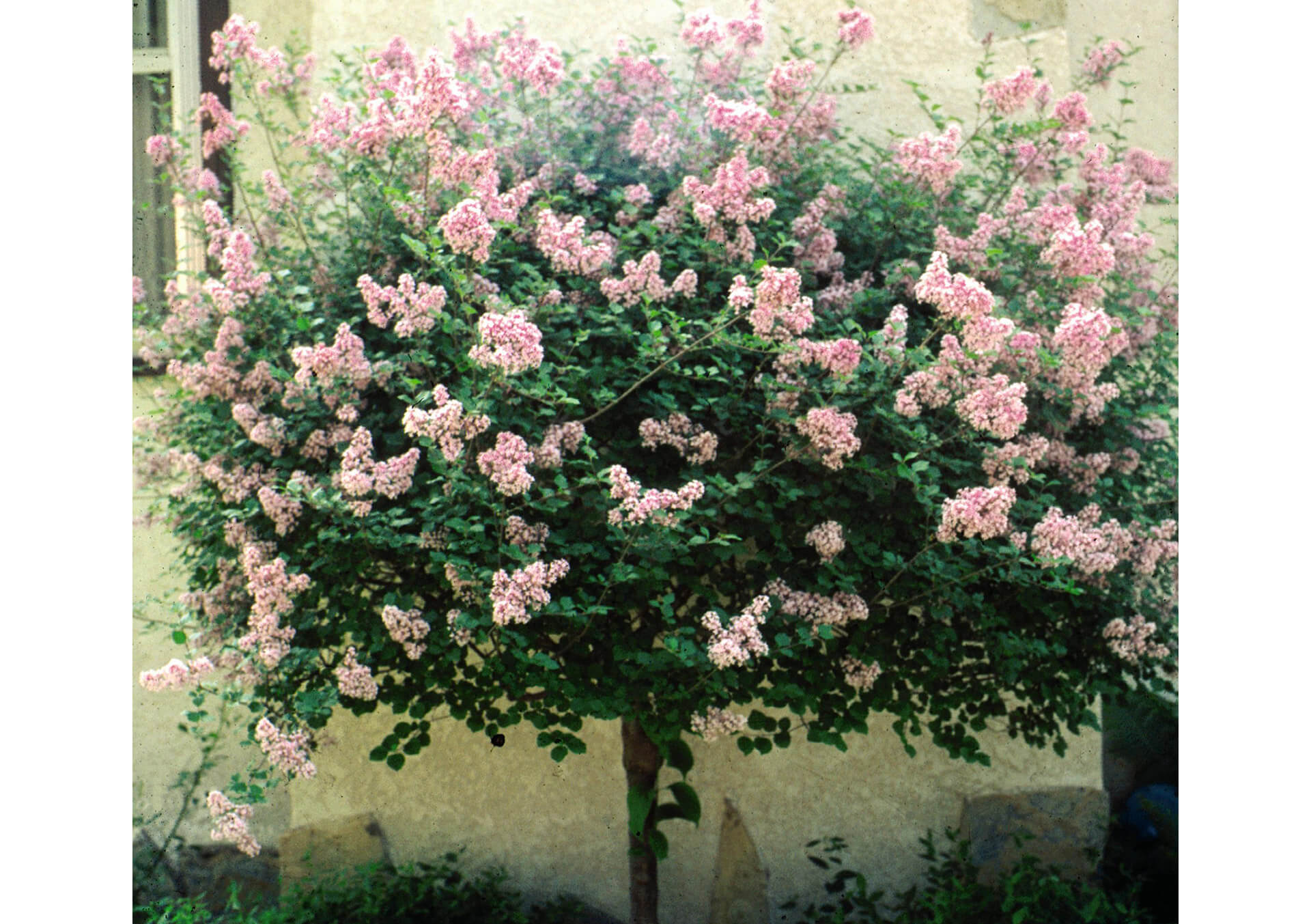 Backyard Dwarf Korean Lilac Tree Garden Trees