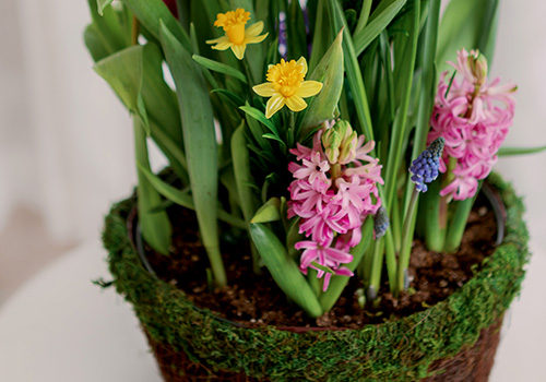 Beautiful Flower Delivery in Minneapolis | Bachman's Floral, Home and ...