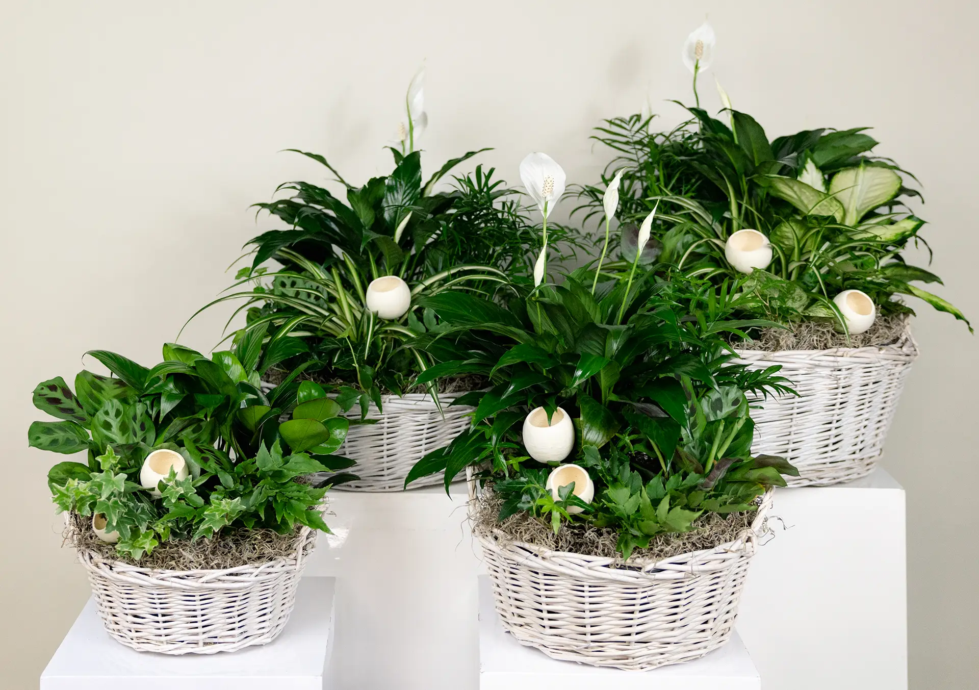 Specialty Planters + Basket Arrangements in Minnesota at Bachman's