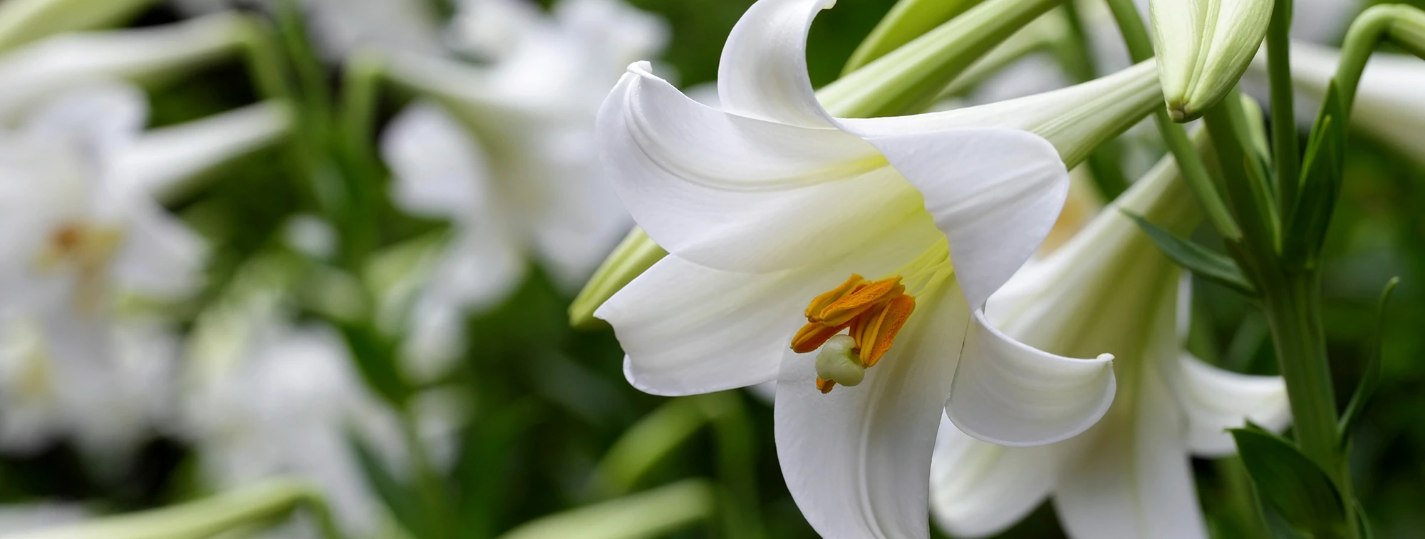 Bachman's Garden & Plant Care Information | Garden Experts