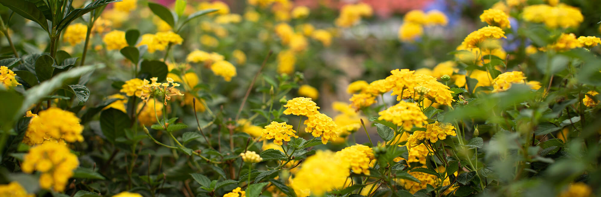 Beautiful Flower Delivery in Minneapolis | Bachman's Floral, Home and ...