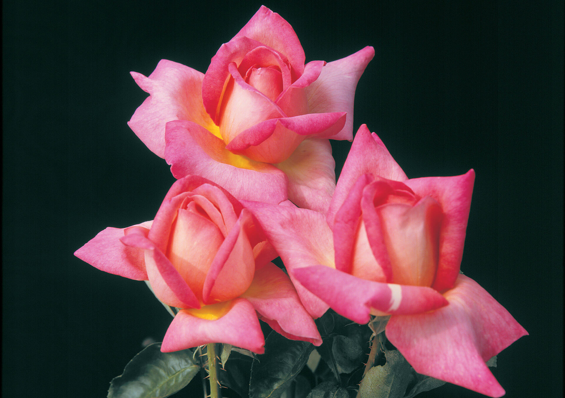 Shop garden hybrid roses for delivery | Bachman's Minneapolis