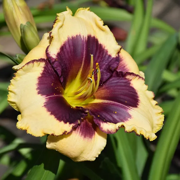 Our Favorite Perennials | Bachman’s