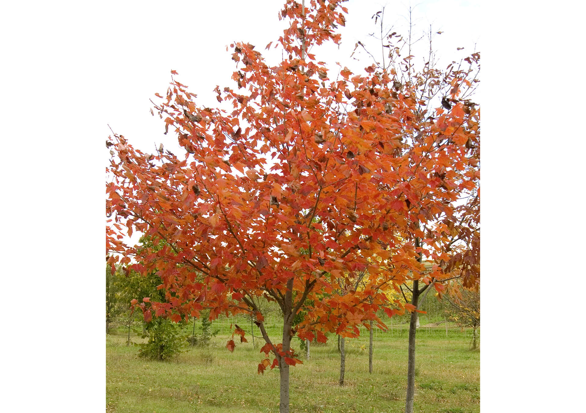 Yard Trees for Sale in Minnesota at Bachman's
