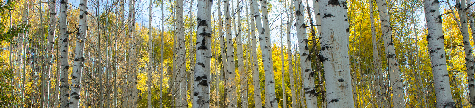 Bachman's Garden & Plant Care Information | Garden Experts