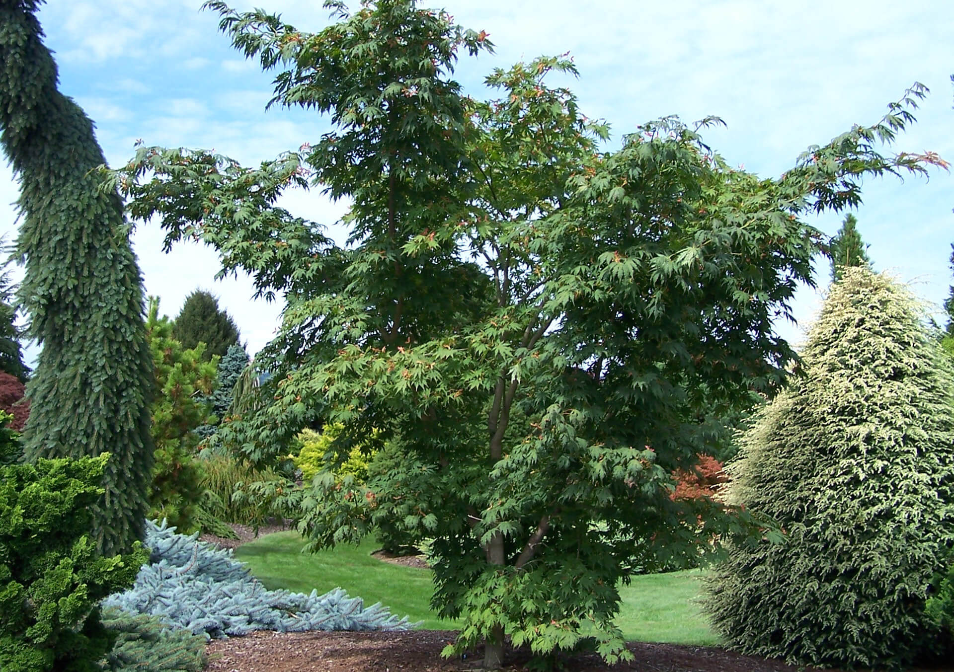 Yard Trees for Sale in Minnesota at Bachman's