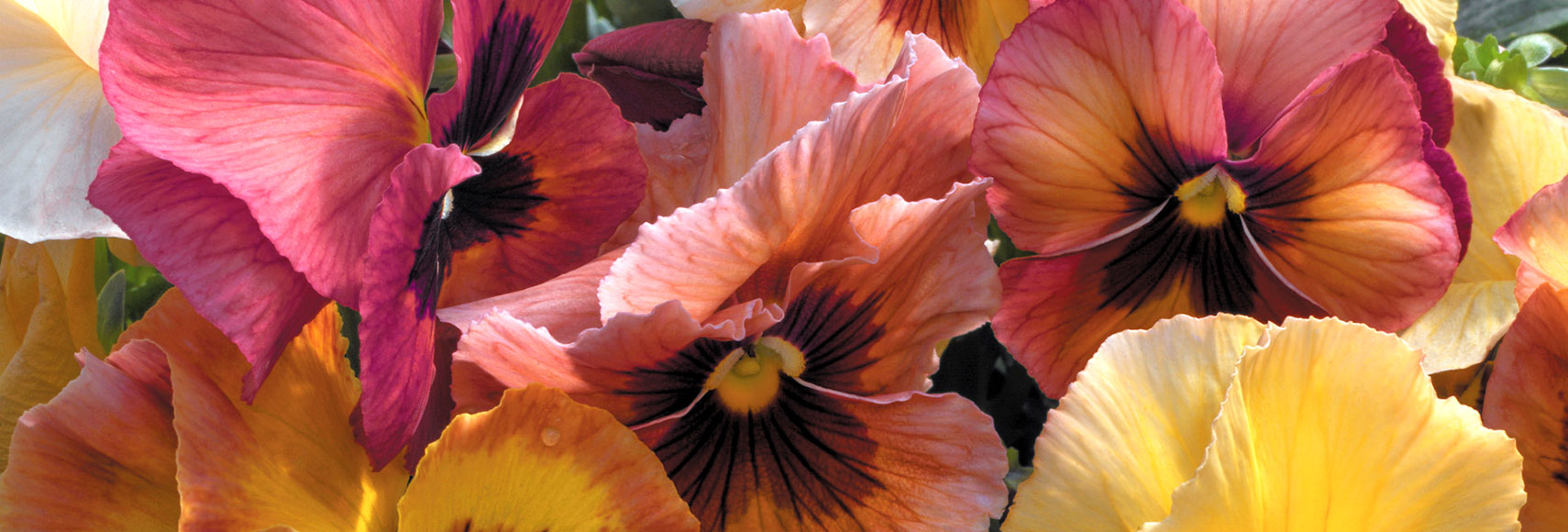 Bachman's Garden & Plant Care Information | Garden Experts