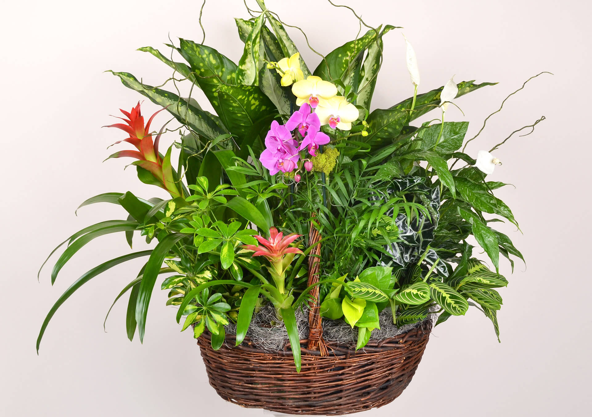 Send Minneapolis Funeral Flowers, Sympathy & Memorial Gifts for ...