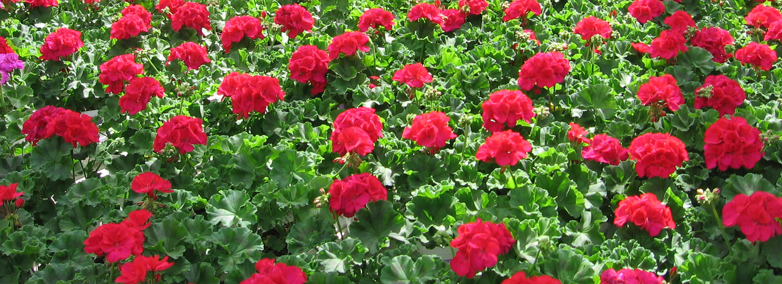 Bachman's Garden & Plant Care Information | Garden Experts