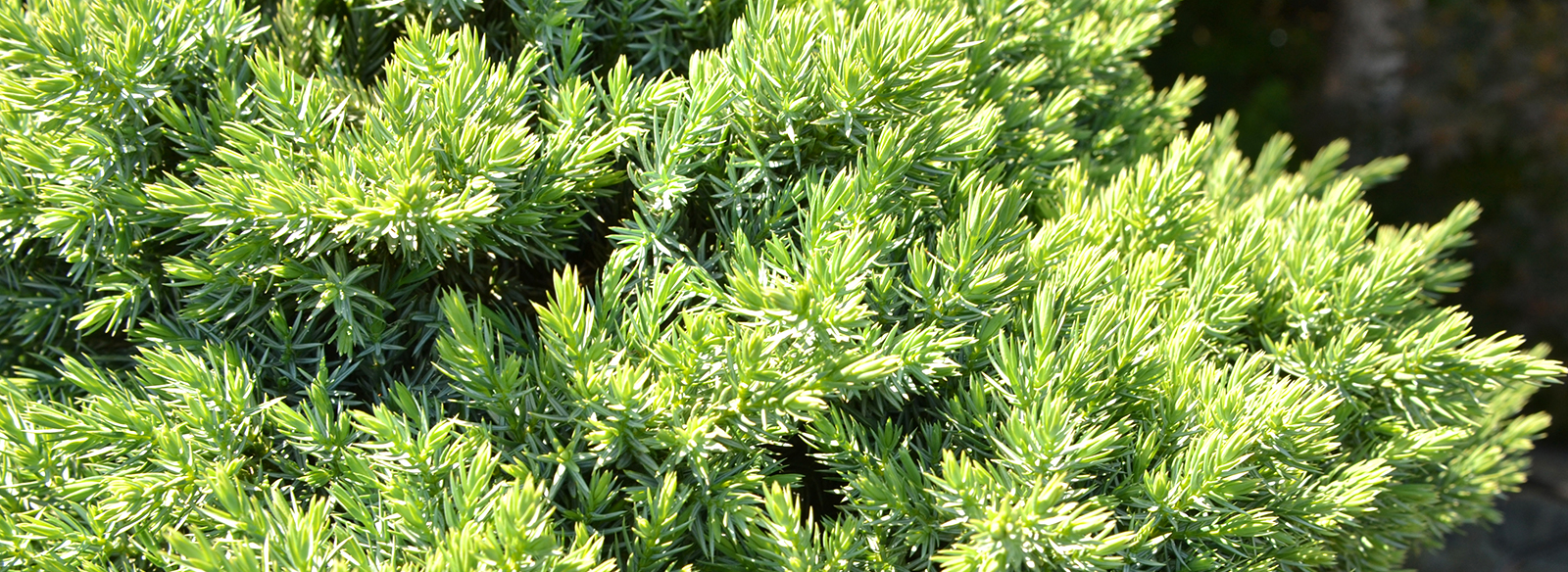 Bachman's Garden & Plant Care Information | Garden Experts