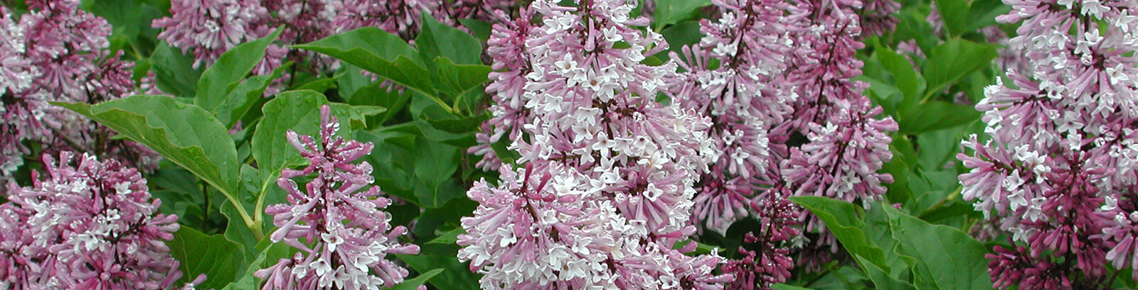 Bachman's Garden & Plant Care Information | Garden Experts