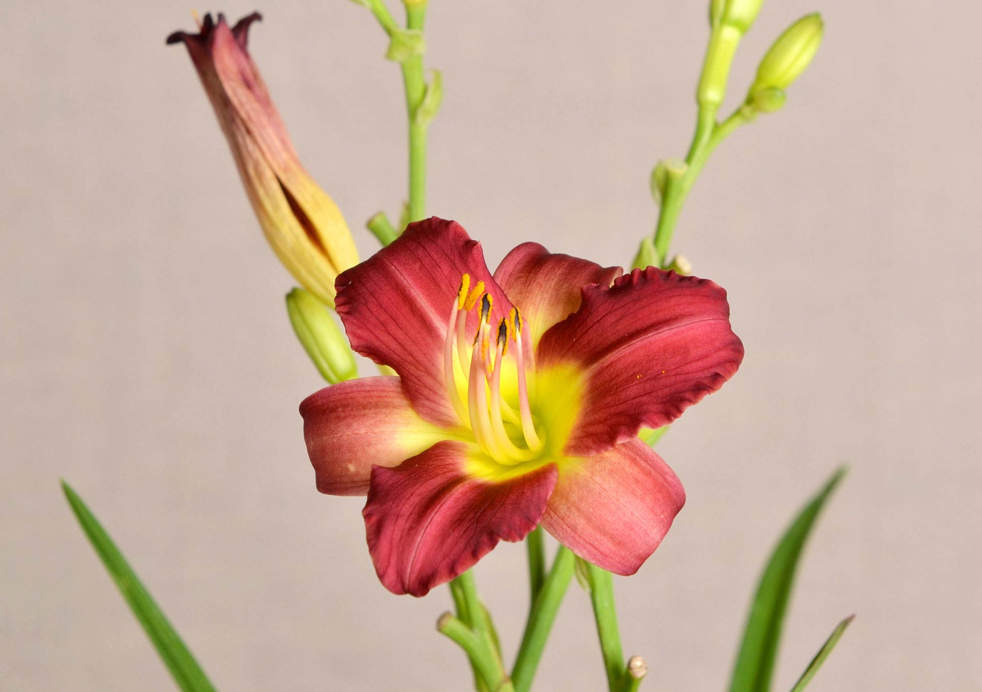 Our Favorite Perennials | Bachman’s