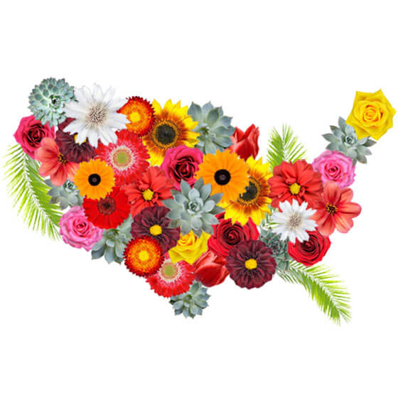 Order Flowers Online For Same Day Delivery | Bachman's