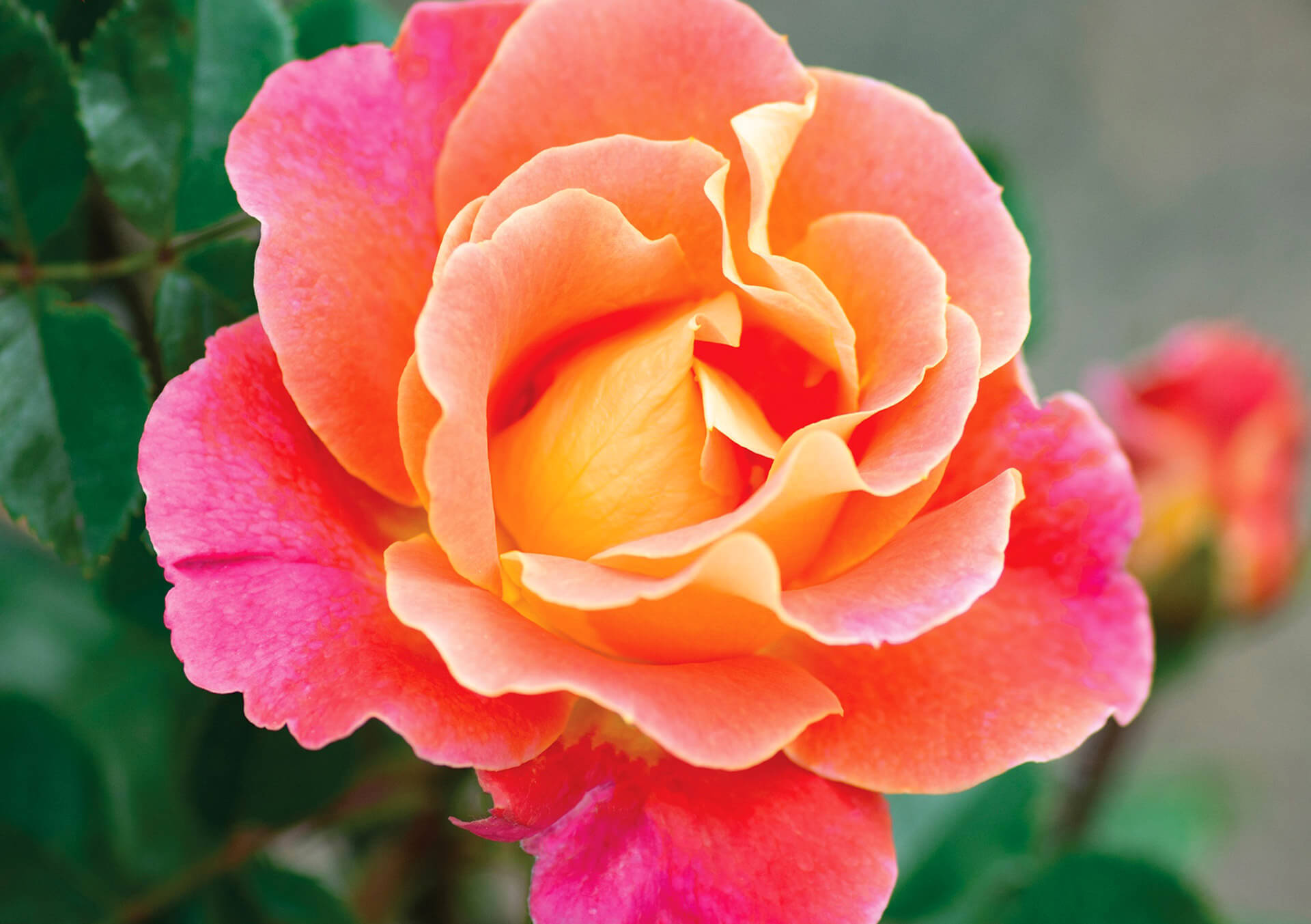 Shop Garden Roses for Delivery | Bachman's Hybrid and Shrub Roses