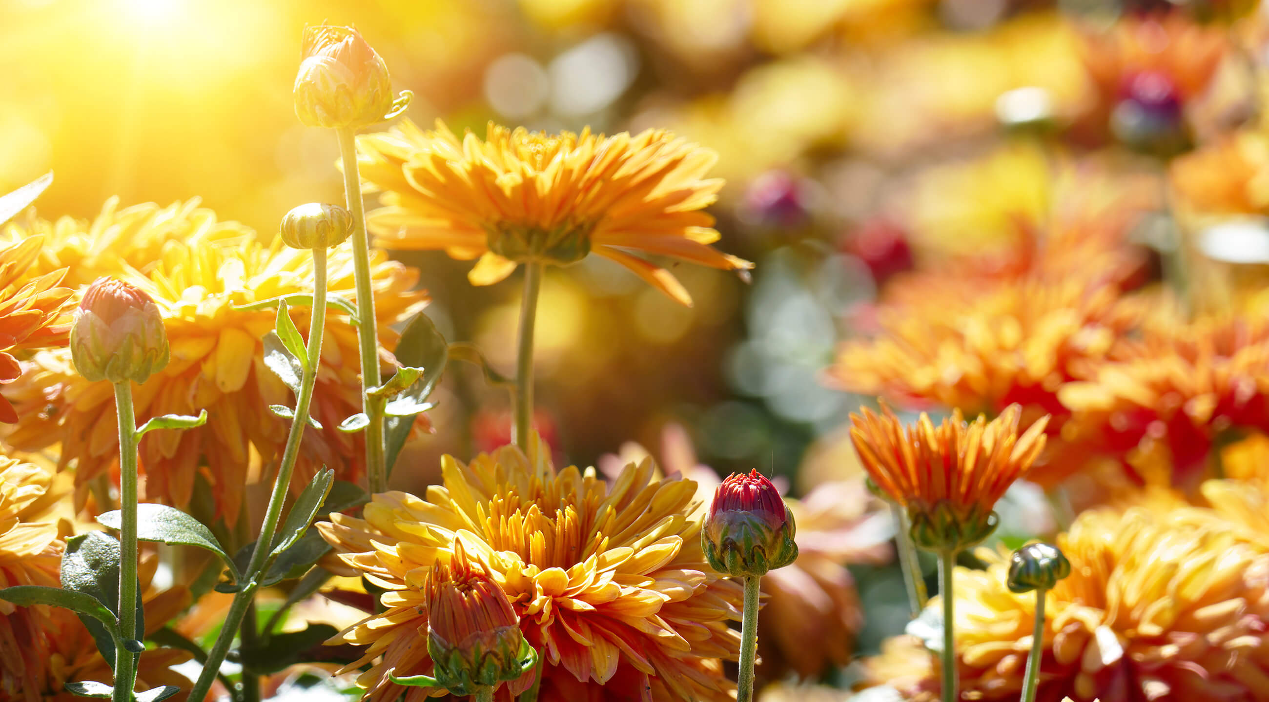 Bachman's Garden & Plant Care Information | Garden Experts