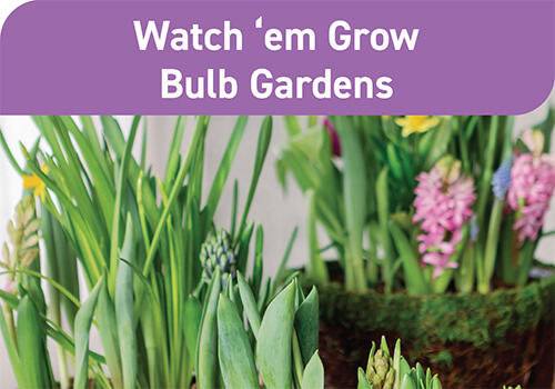 Minnesota Monthly Gardens, January | Bachman's Minnesota
