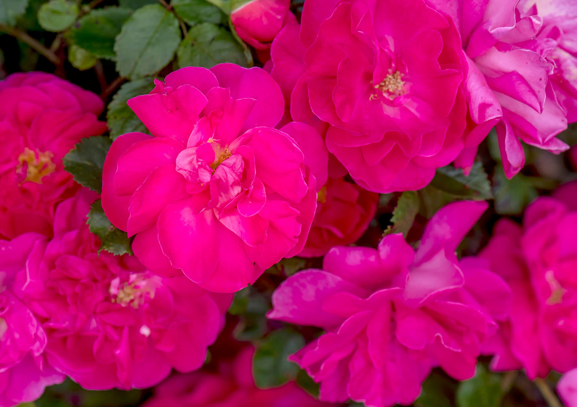 Garden Roses for Sale and Delivery in Minnesota from Bachman's