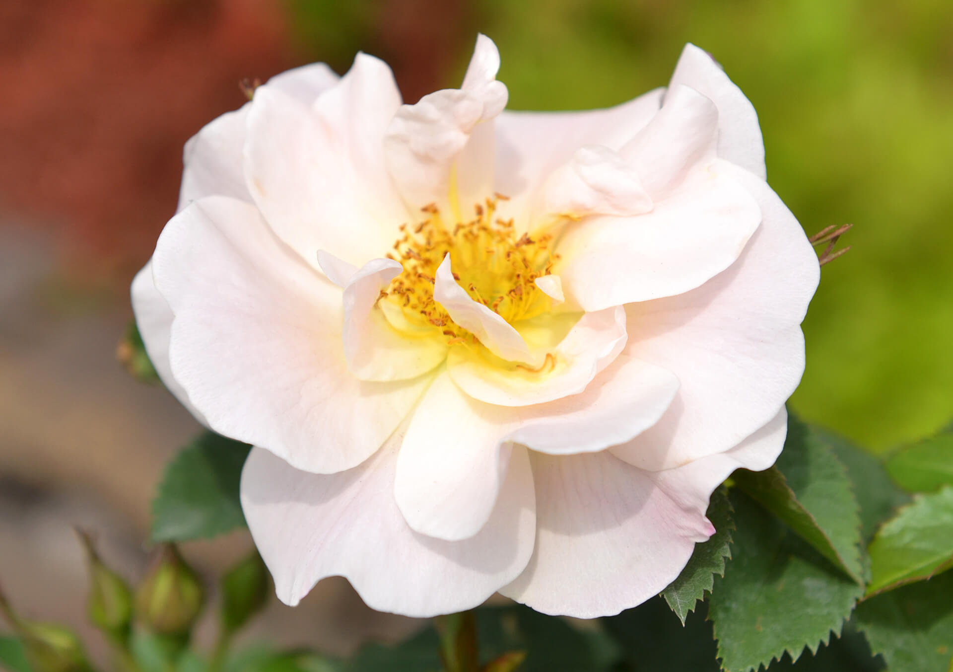 Garden Roses for Sale and Delivery in Minnesota from Bachman's
