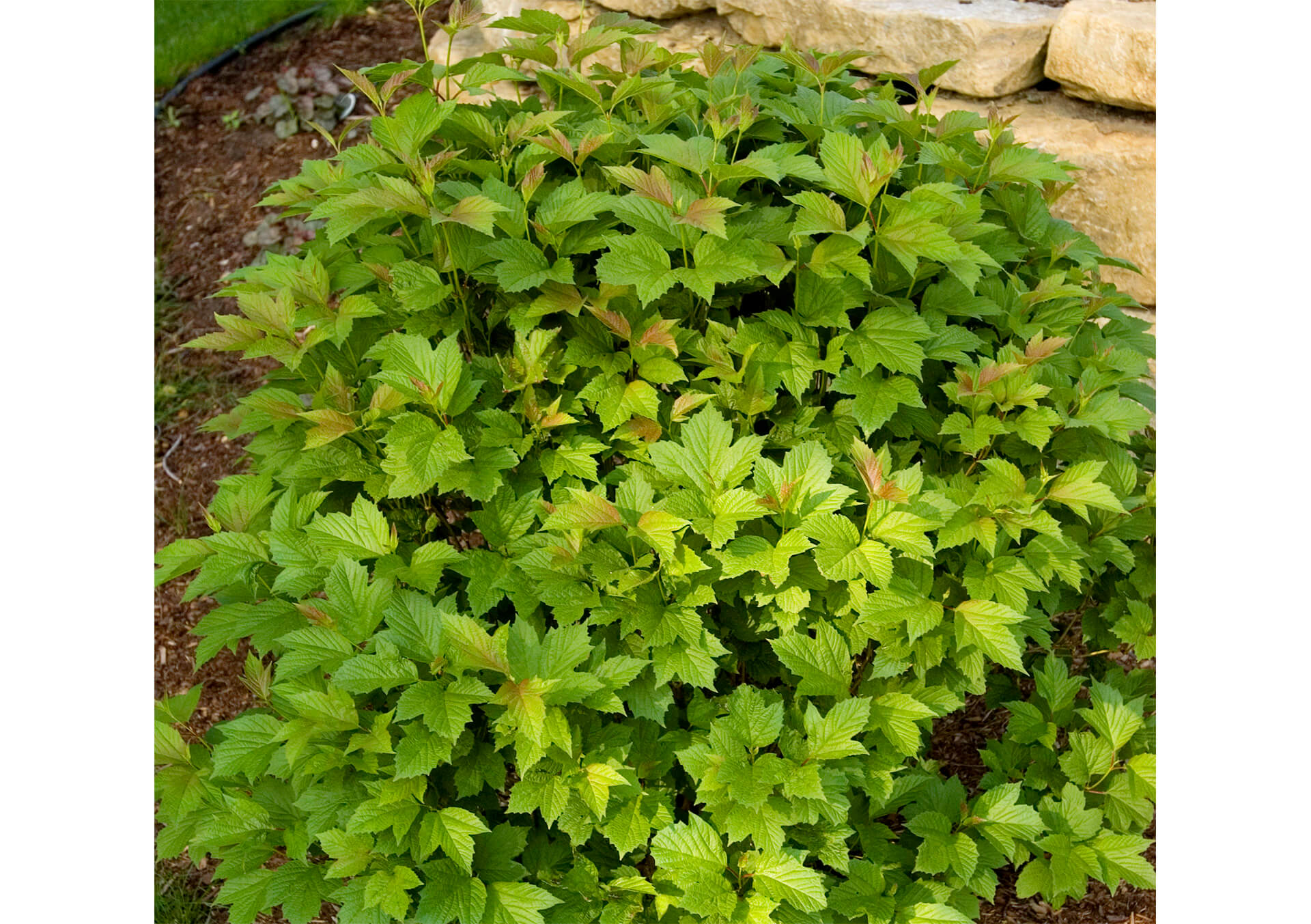 Landscaping Bushes, Flowering Shrubs & Plants for Sale | Bachman's MN