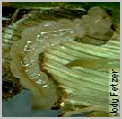 Common Problems for Garden Roses, Bachman's Minnesota