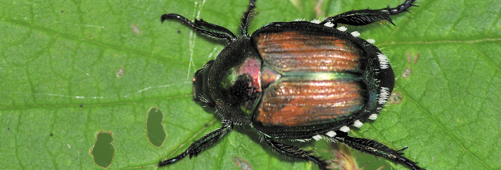 Bachman's Garden & Plant Care Information | Garden Experts