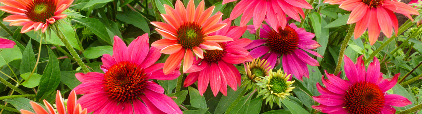 Bachman's Garden & Plant Care Information | Garden Experts