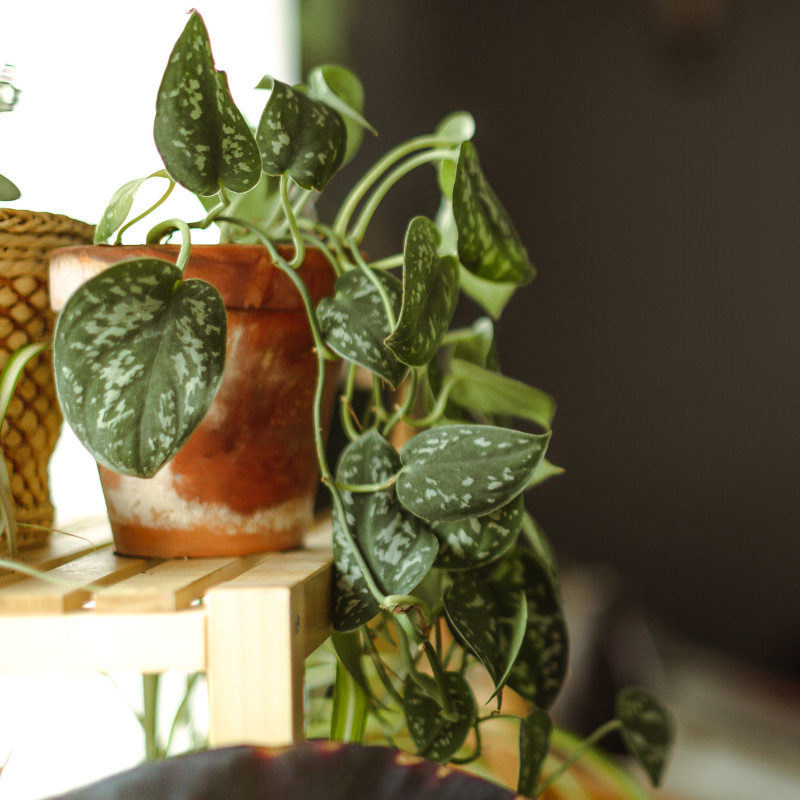 Bachman's Garden & Plant Care Information | Garden Experts